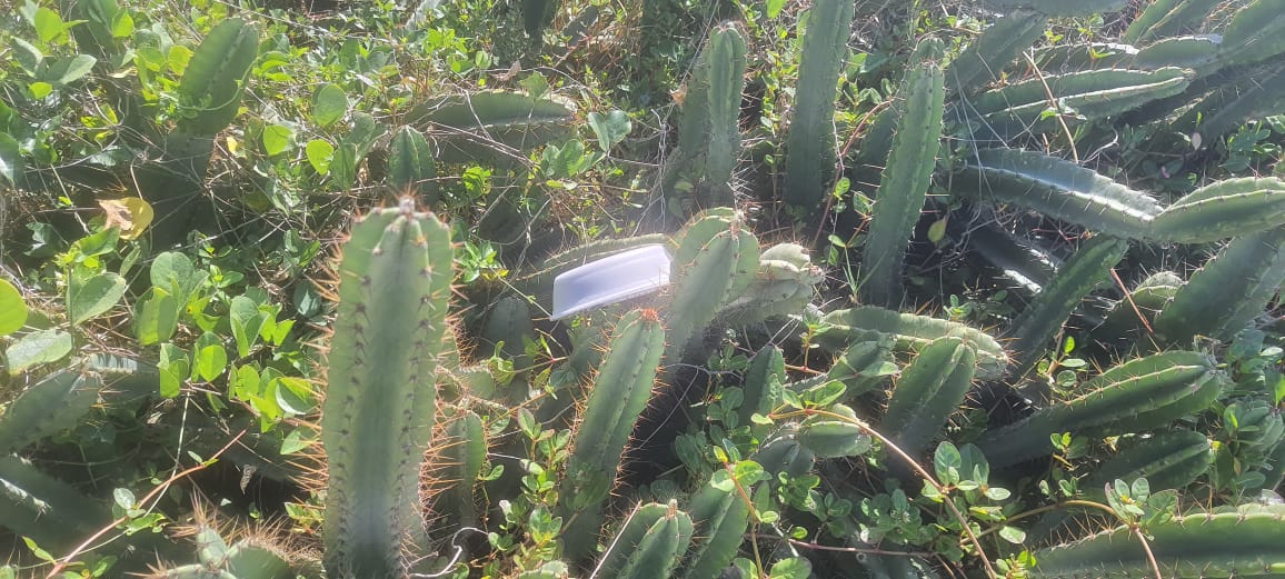 Seduct participa de atividade ambiental da Reserva Caruara – PAE